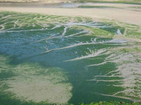 Types of Drainage Pattern