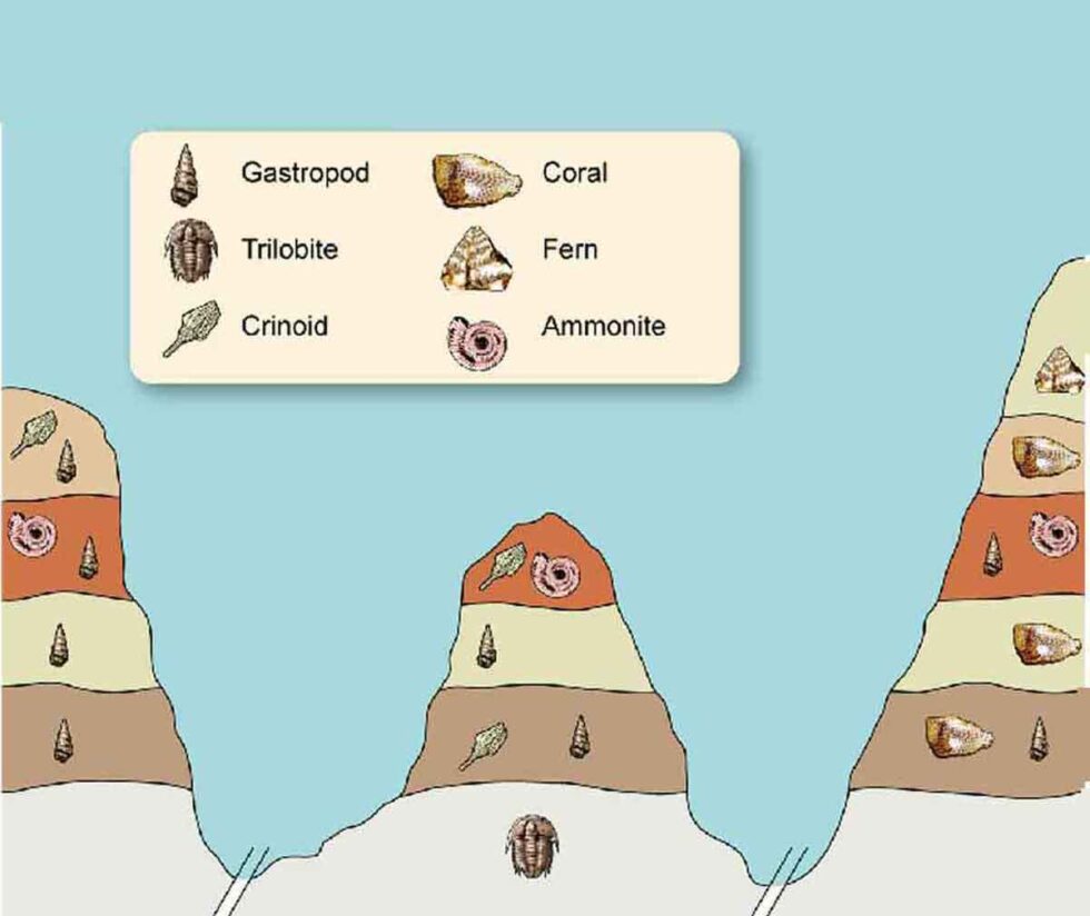 Biostratigraphy: Principles, Units, and Applications in Stratigraphy