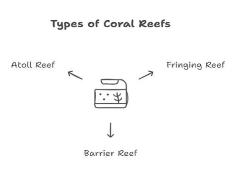 Coral Reef: Understanding Nature’s Underwater Wonder