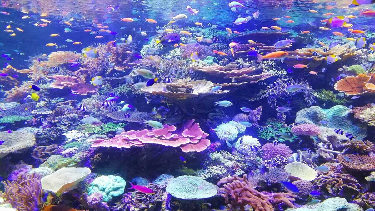 Coral Reef: Understanding Nature’s Underwater Wonder