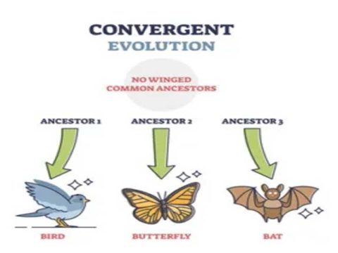Types of Evolution