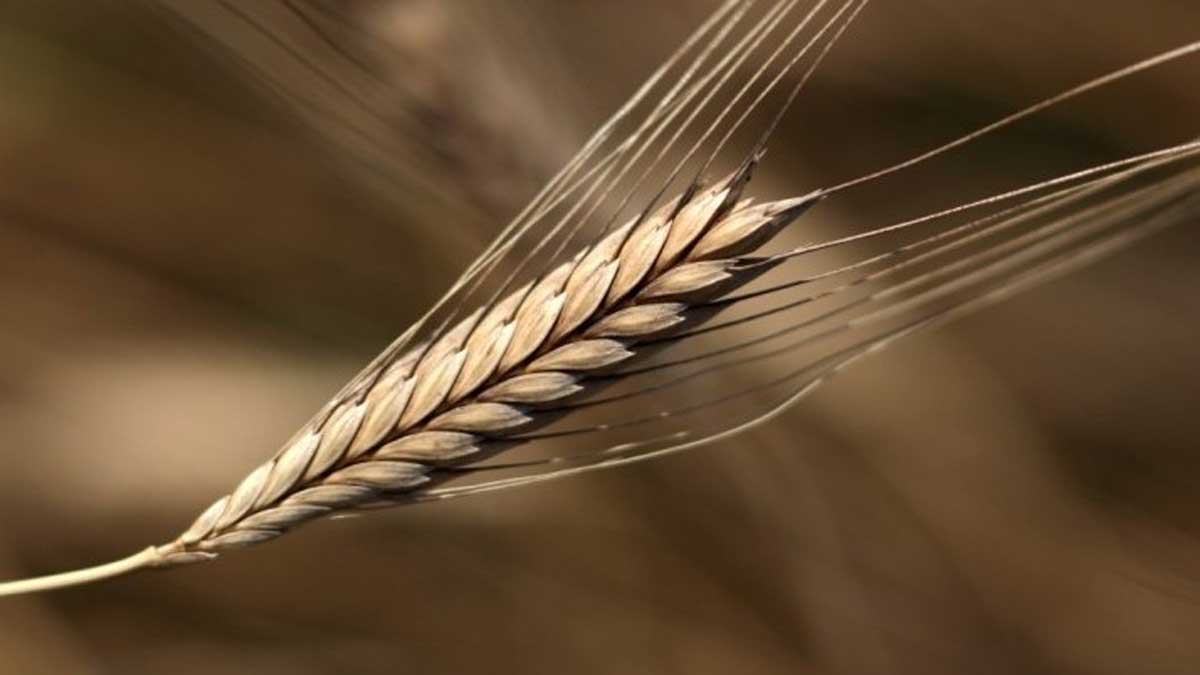 Porosity Explained: Definition, Types, and Importance