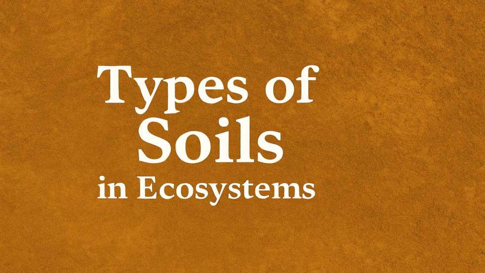 Types of Soils in Ecosystems